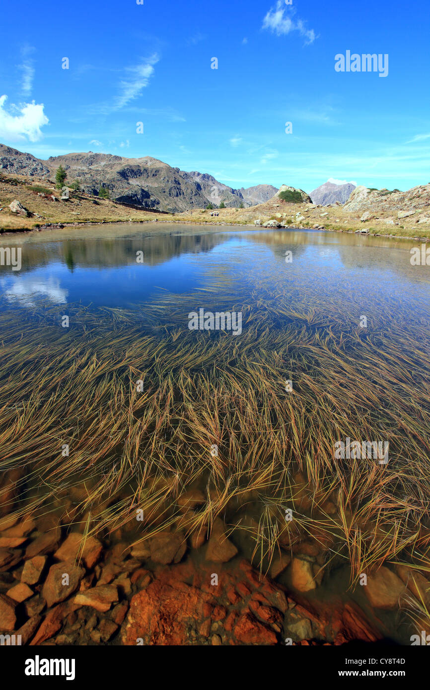 weeds in a lake of mountain forming drawings Stock Photo - Alamy