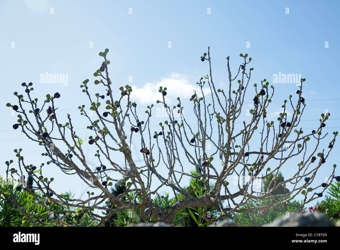 Plentiful fig hi-res stock photography and images - Alamy