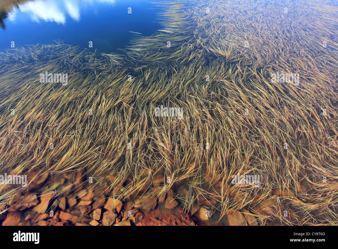 weeds in a lake of mountain forming drawings Stock Photo - Alamy