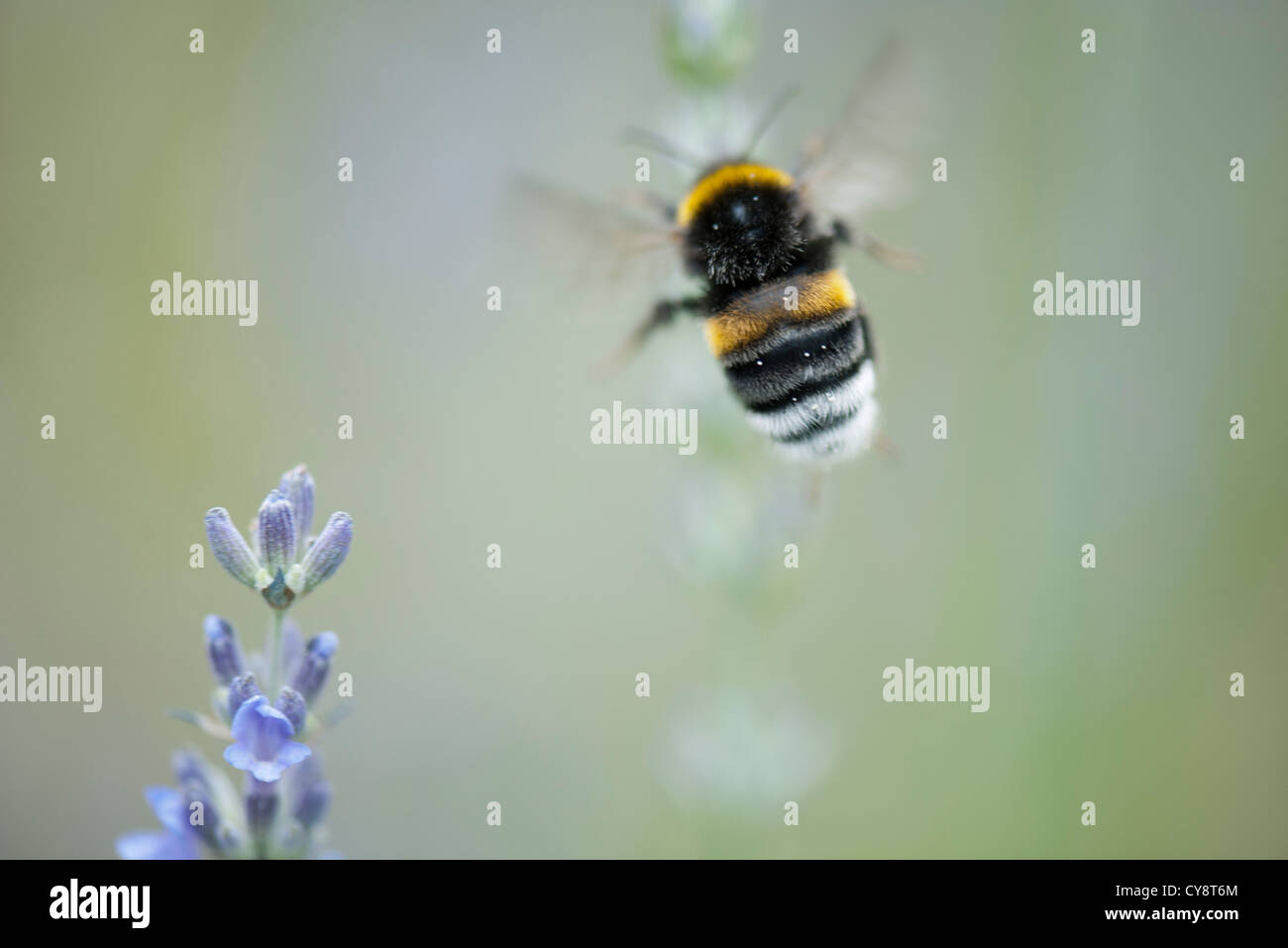 Buff tailed bumblebee hi-res stock photography and images - Alamy