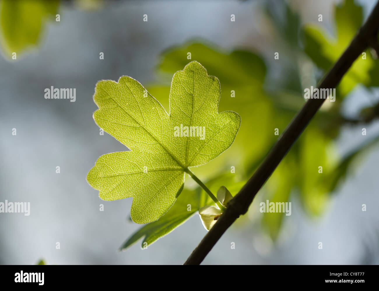 Acer campestre maple hi-res stock photography and images - Alamy