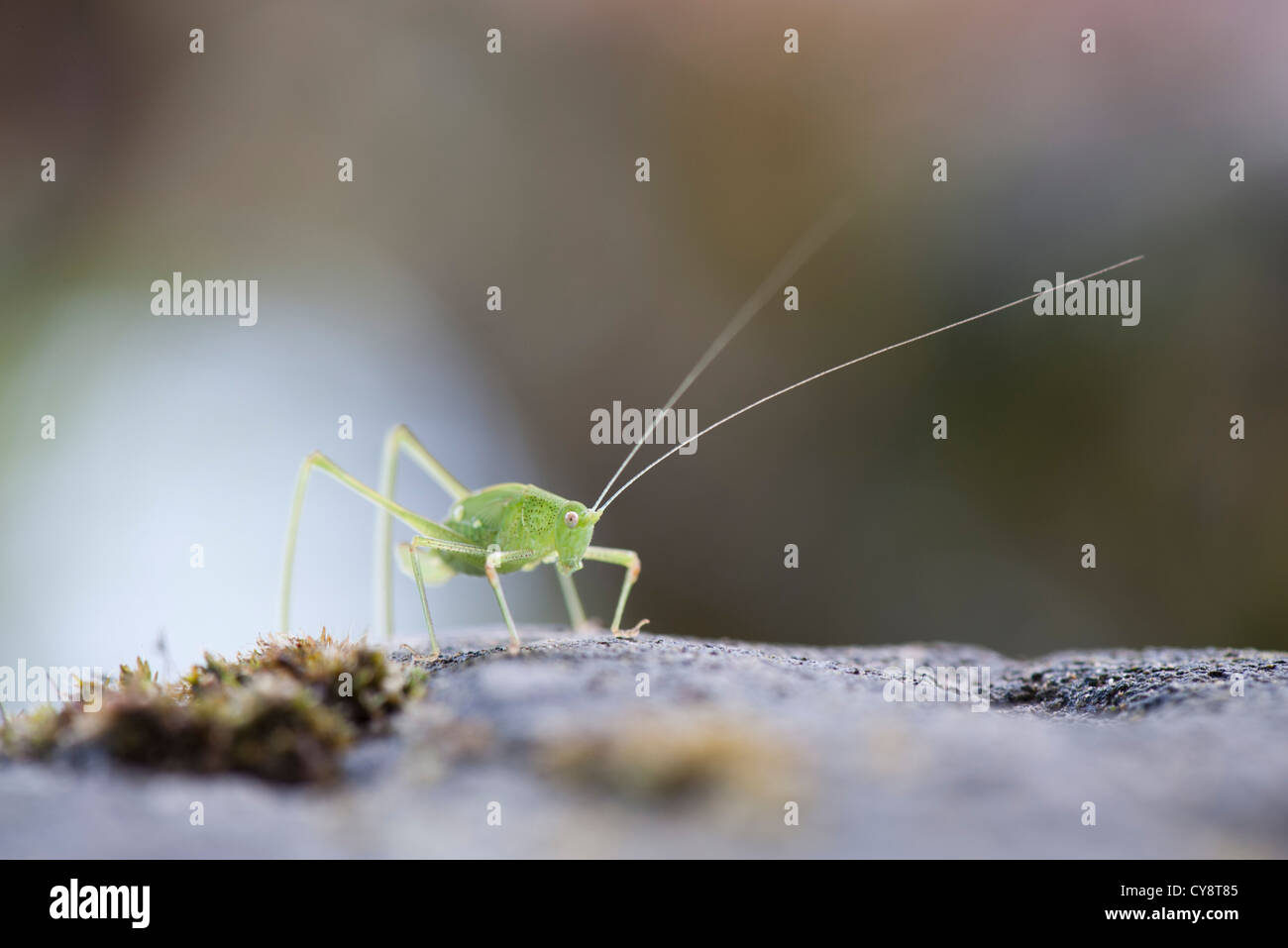 Grasshopper images hi-res stock photography and images - Alamy