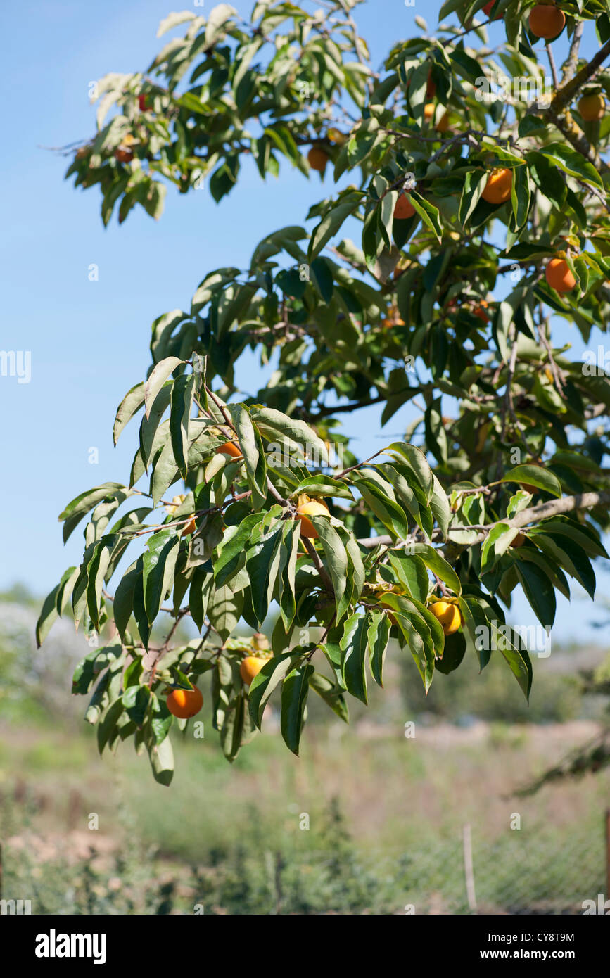 Persimmon tree hi-res stock photography and images - Alamy