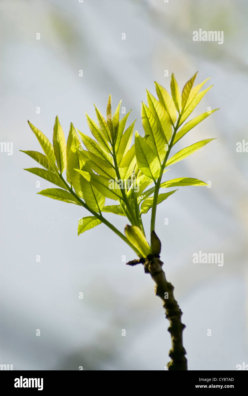 Large ash tree fraxinus hi-res stock photography and images - Alamy