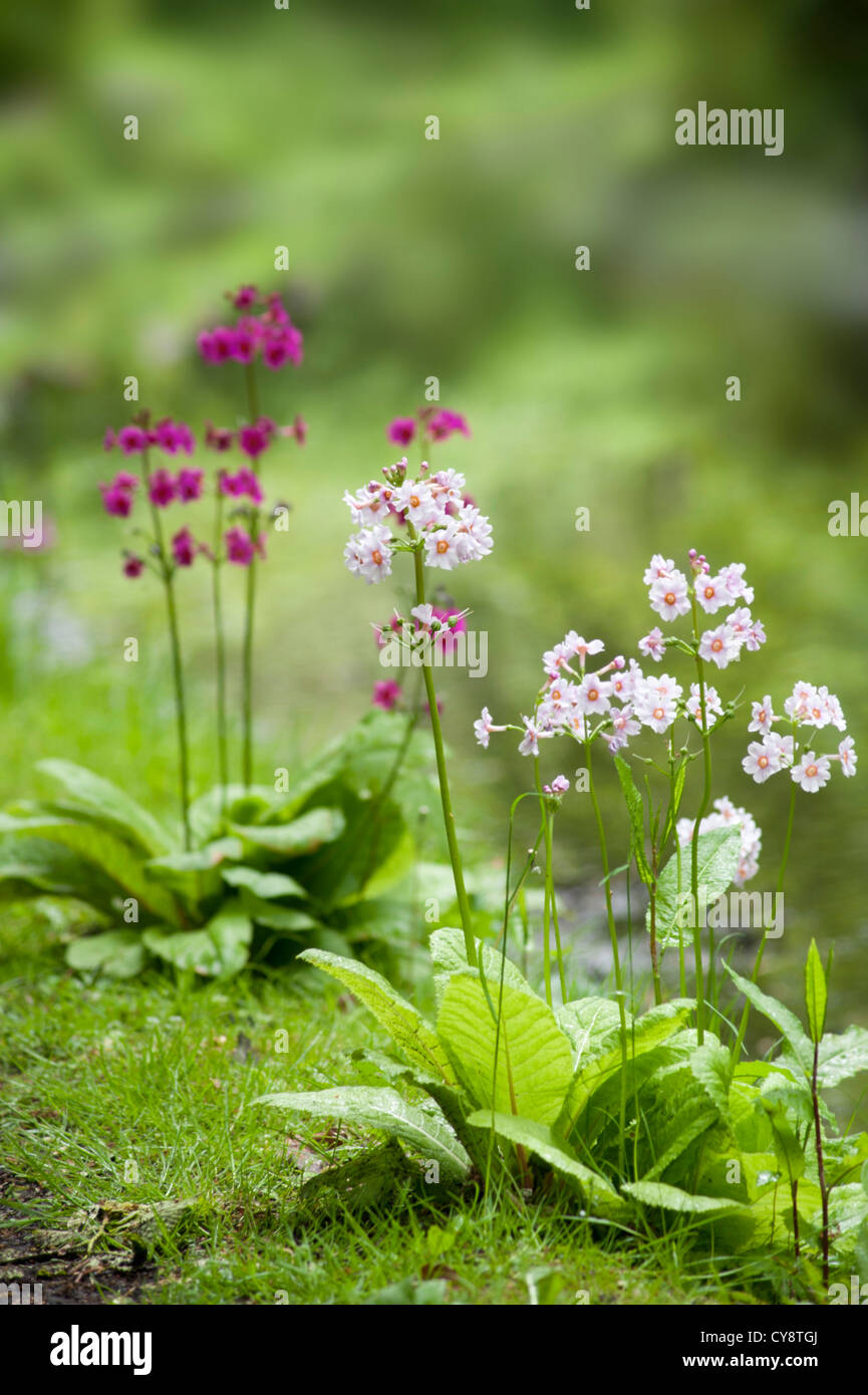 Primula x Candelabra Hybrids, Candelabra primula Stock Photo - Alamy