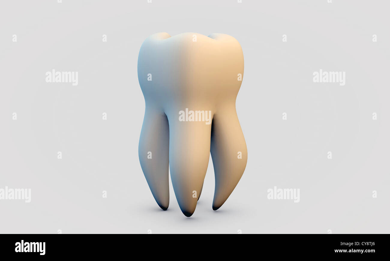 white tooth isolated on white background Stock Photo - Alamy