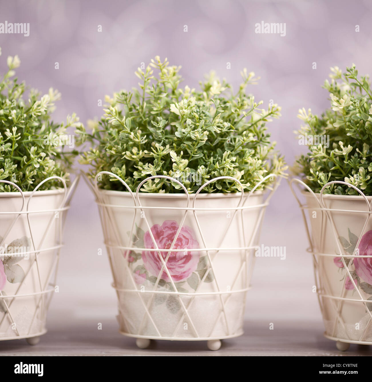 Three plants in ornamented flowerpots Stock Photo - Alamy