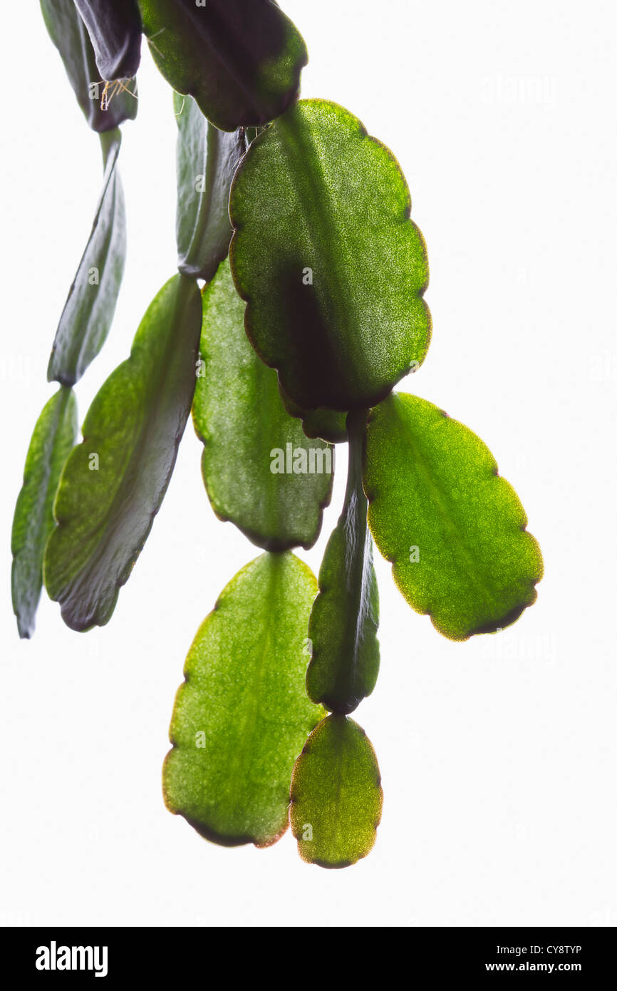 Magnified Cactus High Resolution Stock Photography and Images - Alamy