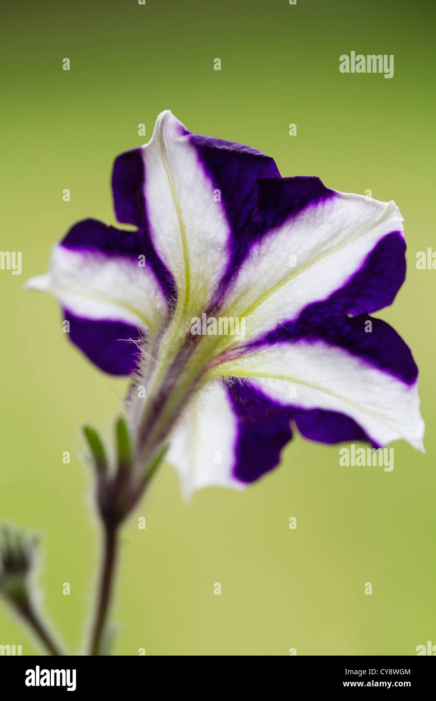 Petunia hi-res stock photography and images - Alamy