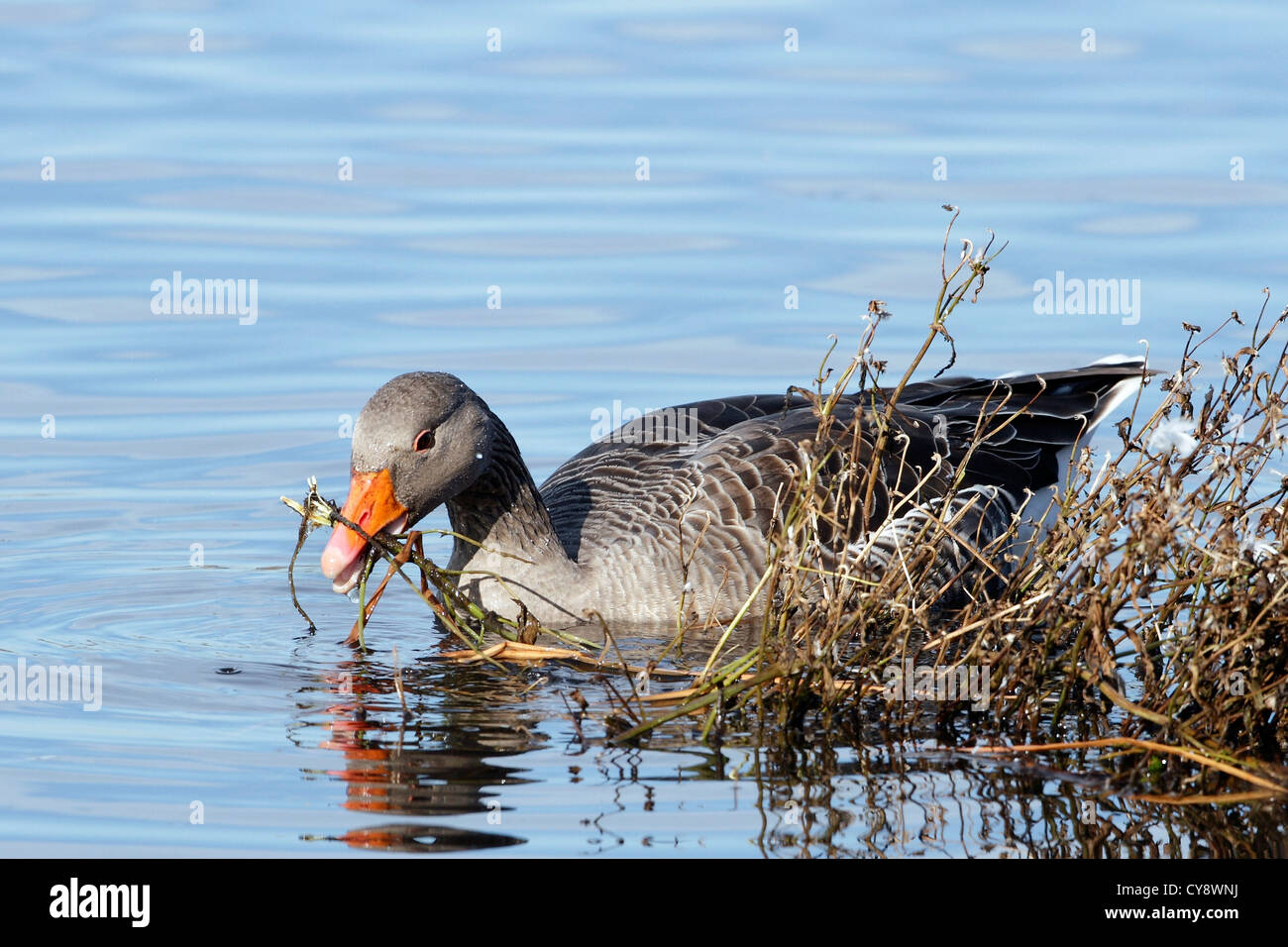 A Greylag Goose(Anser anser) collecting nesting material on a lake in ...