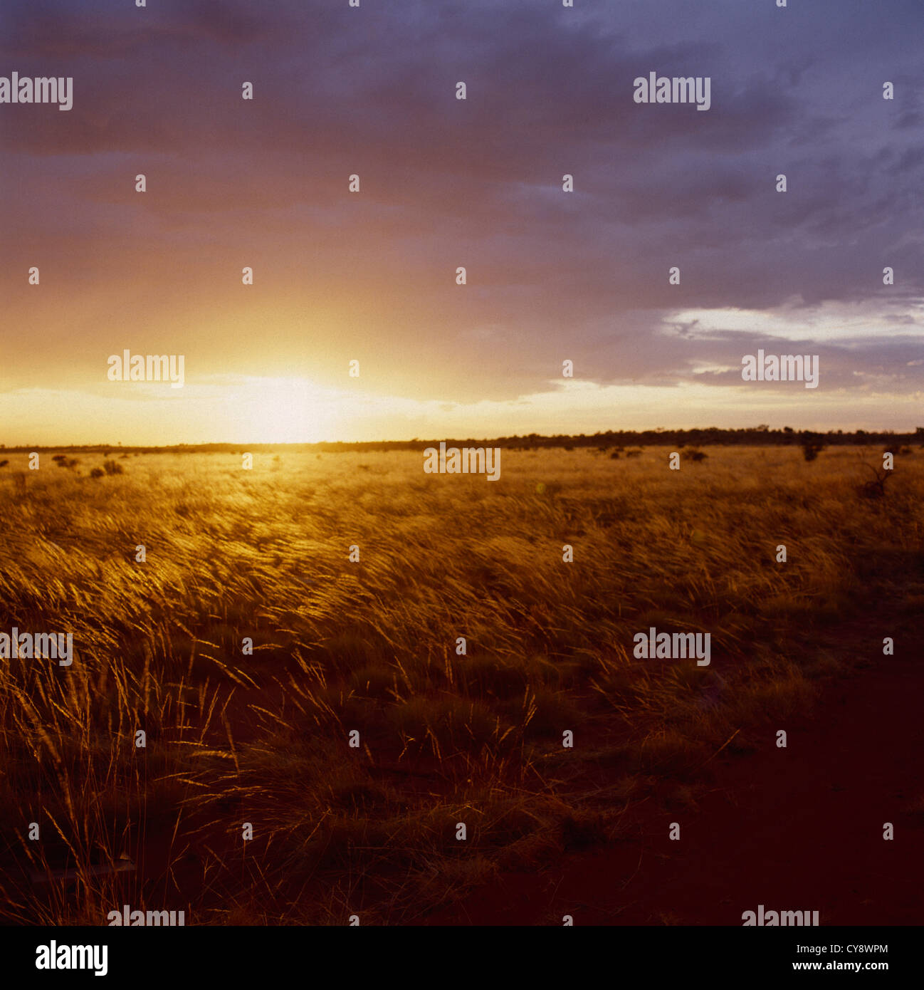 Grassland hi-res stock photography and images - Alamy
