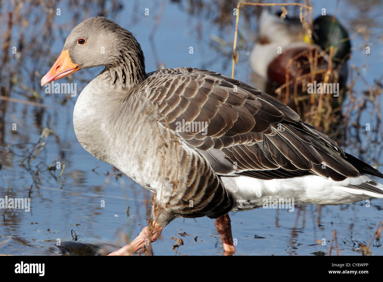 A Greylag Goose (Anser anser Stock Photo - Alamy