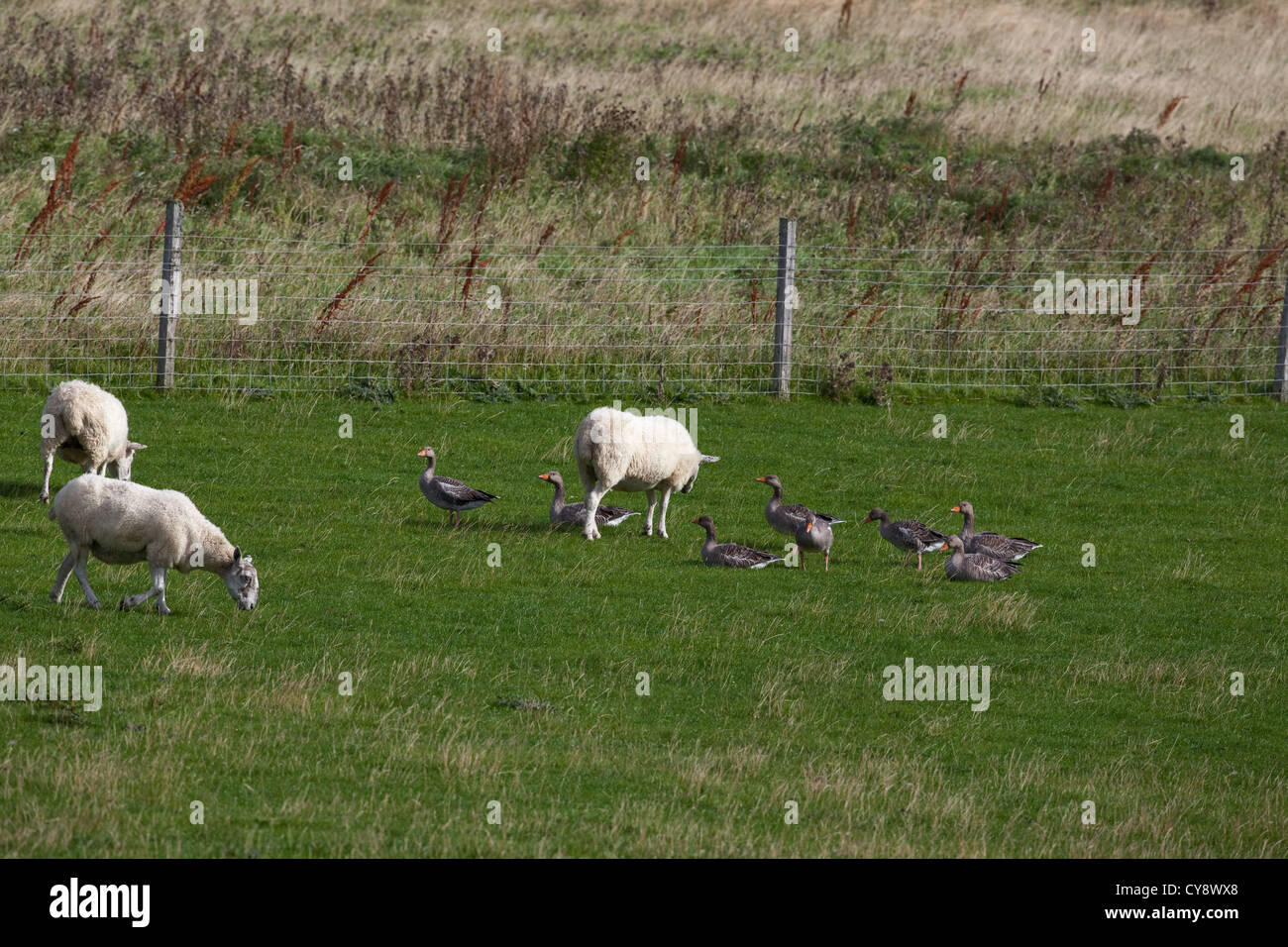 Differece hi-res stock photography and images - Alamy