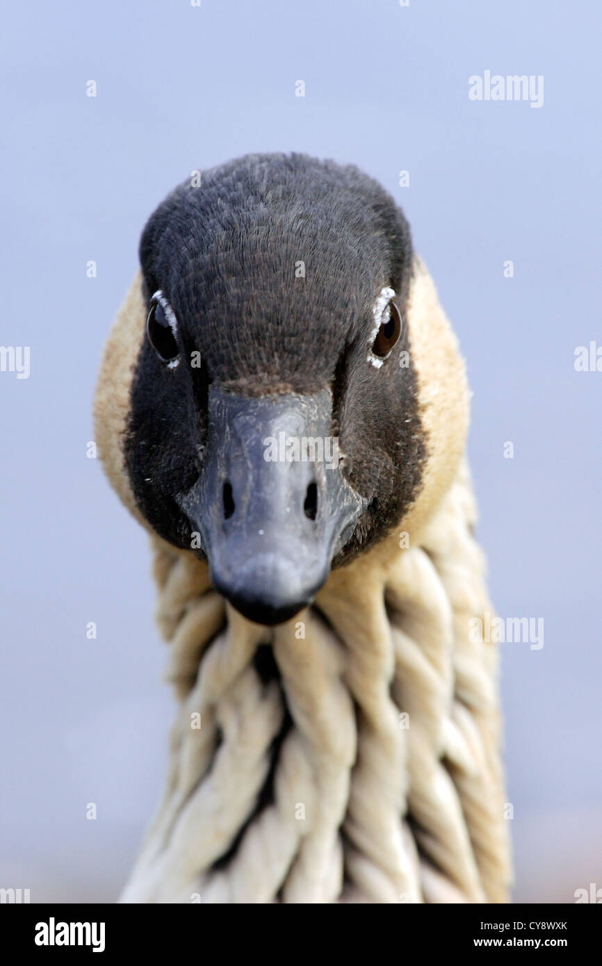 A portrait of a Hawaiian Goose,or Ne Ne,staring alertly directly into ...
