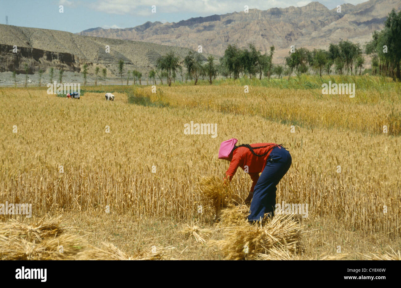 Triticum cultivar, Wheat Stock Photo - Alamy