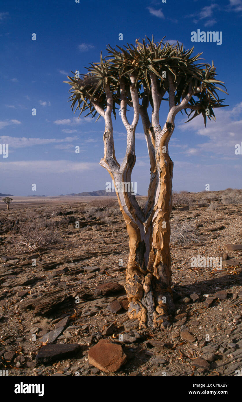 Aloe dichotoma, Quiver tree Stock Photo - Alamy
