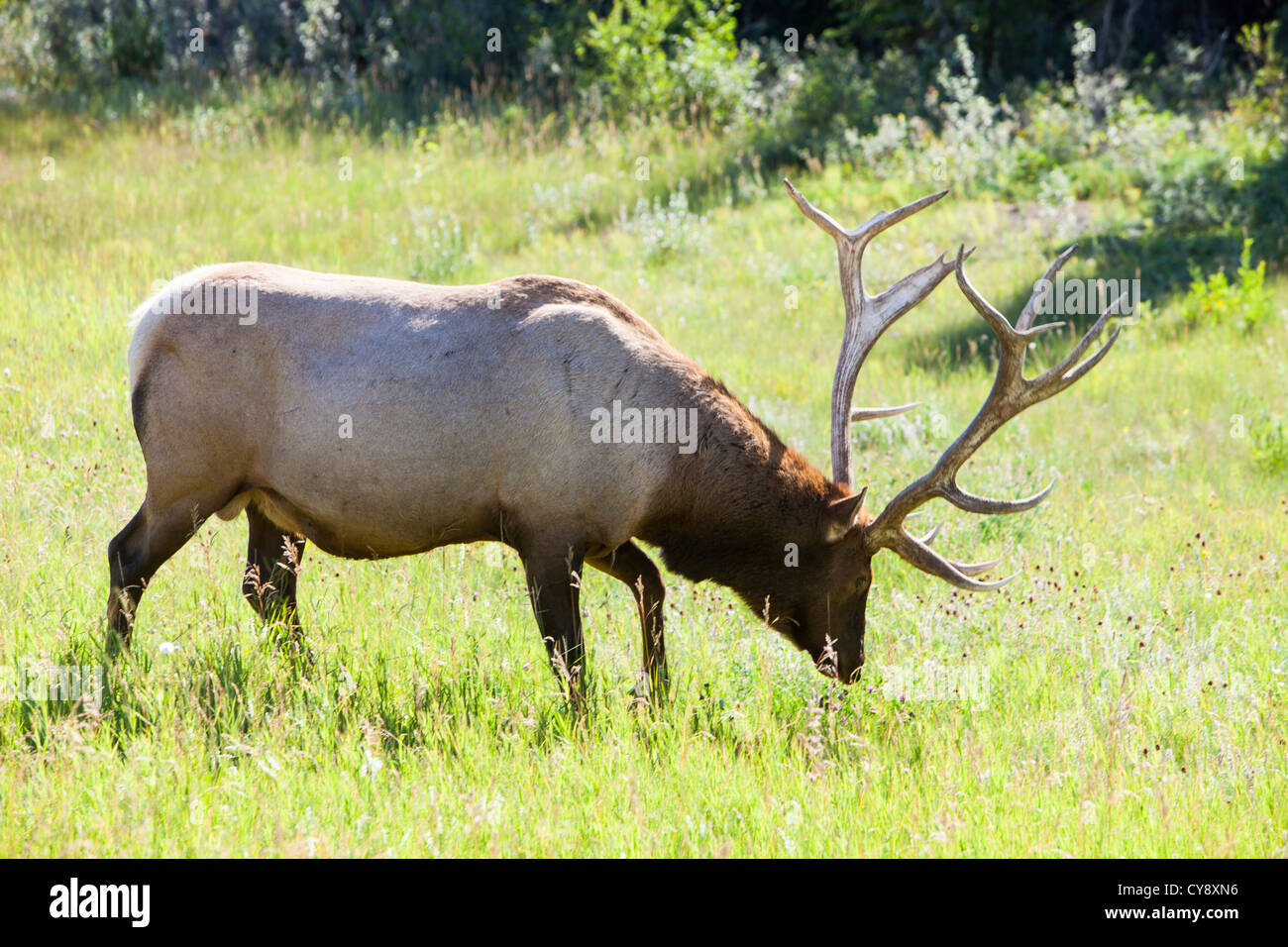 A Bull Elk or Wapiti in Jasper National Park, Rocky Mountains, Canada ...
