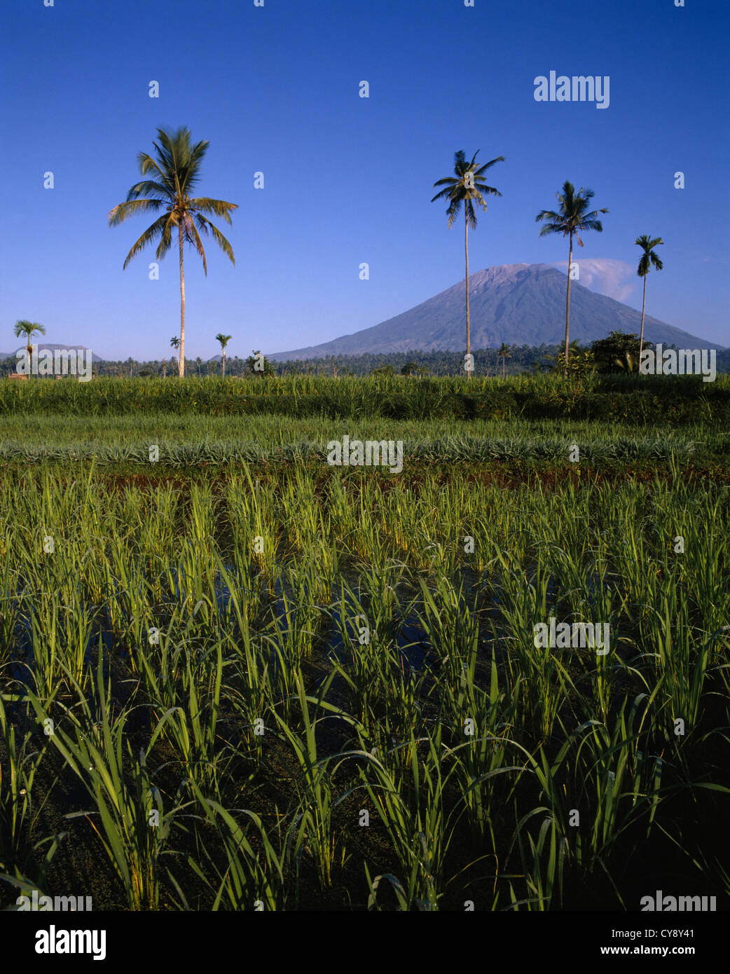 Oryza sativa, Rice Stock Photo - Alamy