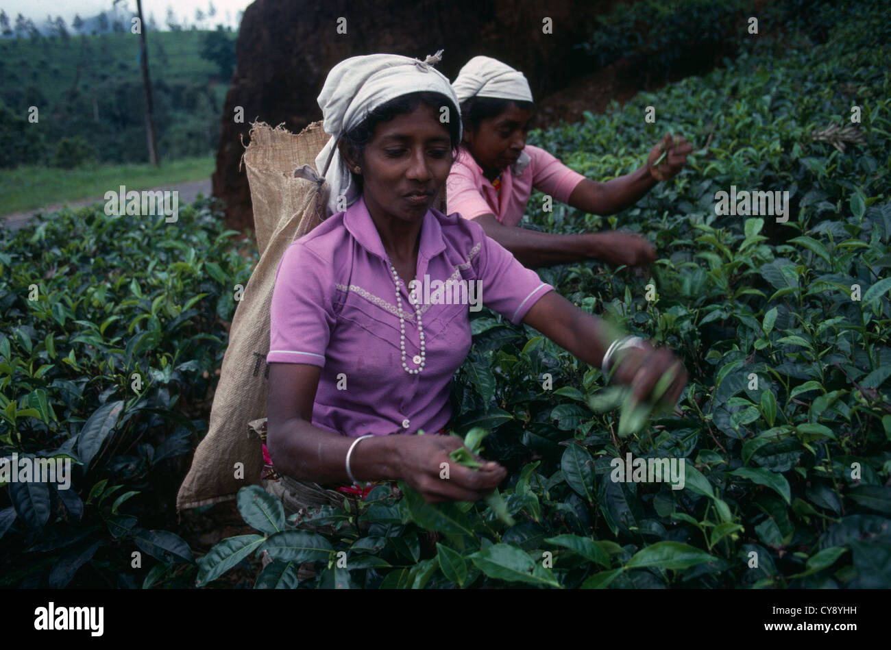 Camellia sinensis, Tea plant Stock Photo - Alamy