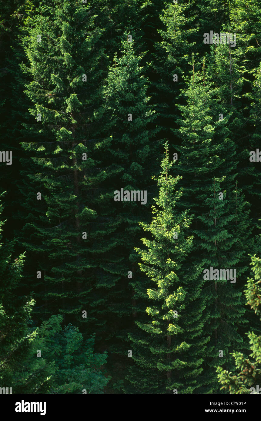 Large conifer hi-res stock photography and images - Alamy