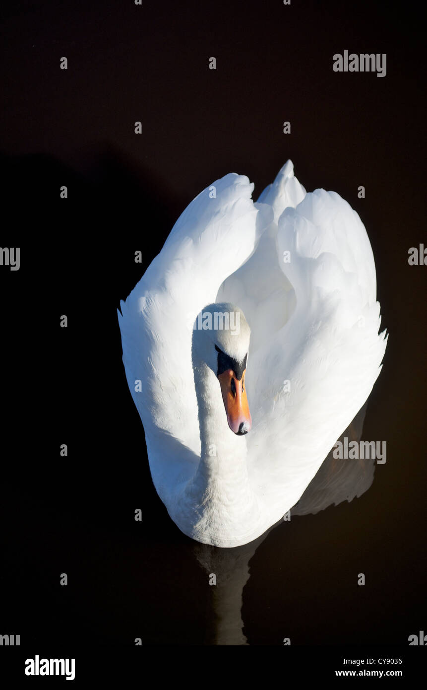 Swan on water Stock Photo - Alamy
