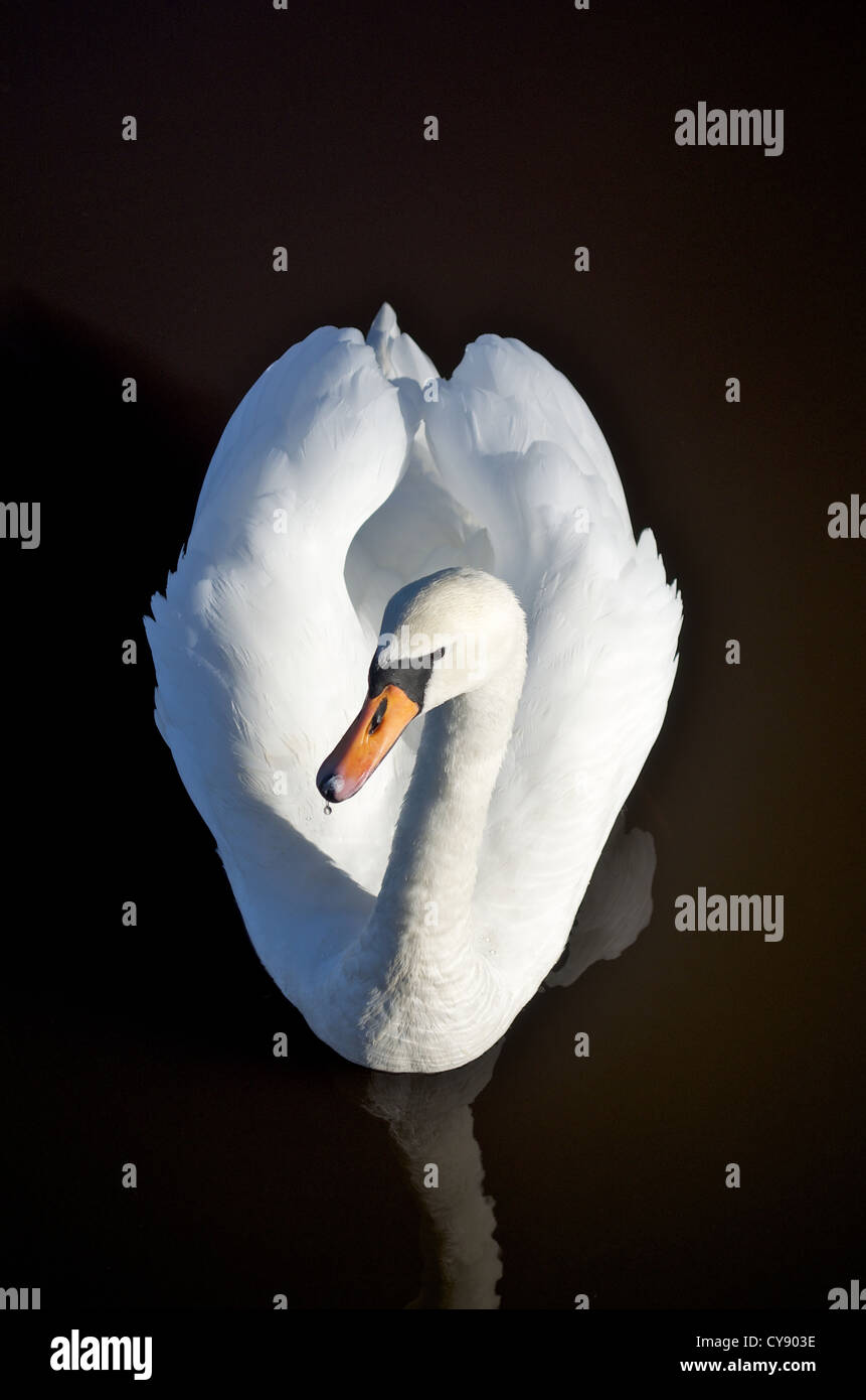 Swan on water Stock Photo - Alamy