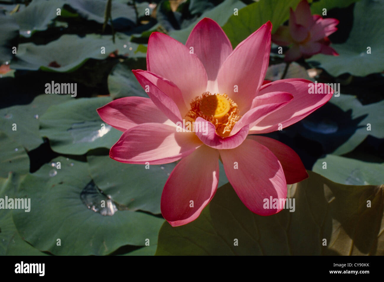 Nelumbo nucifera, Lotus, Sacred lotus Stock Photo - Alamy