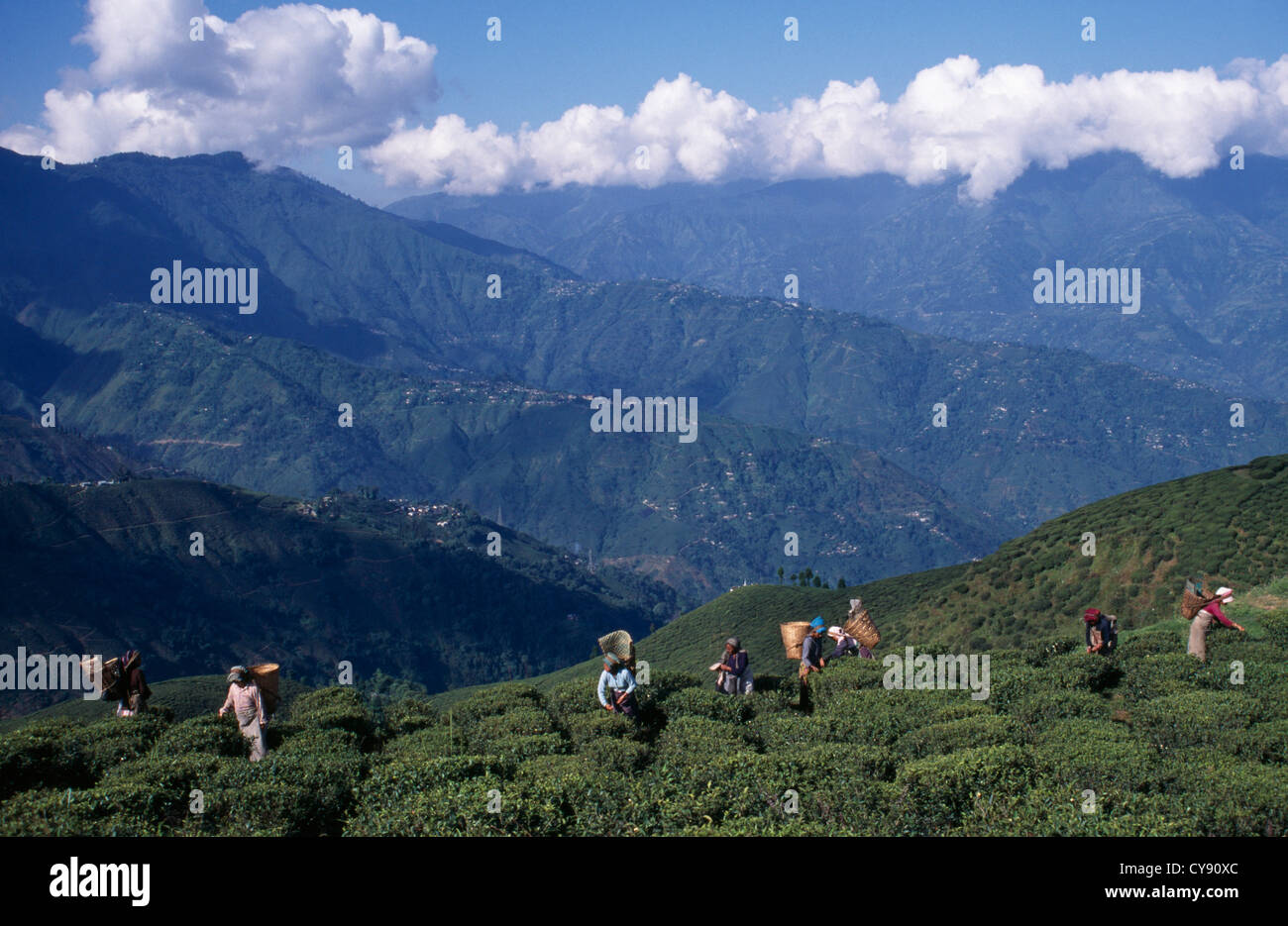 Camellia sinensis, Tea plant Stock Photo - Alamy