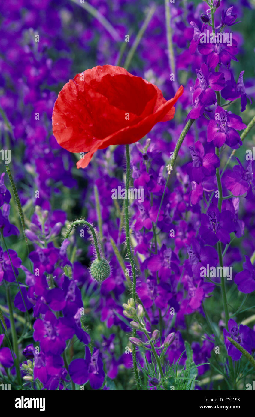 Poppy collection hi-res stock photography and images - Alamy