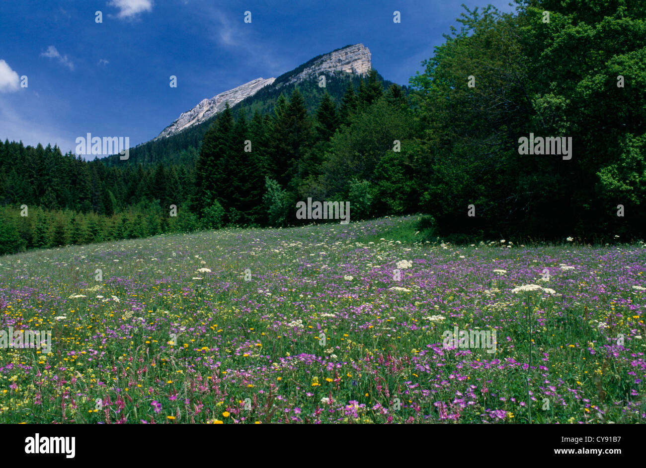 Flowery mead hi-res stock photography and images - Alamy