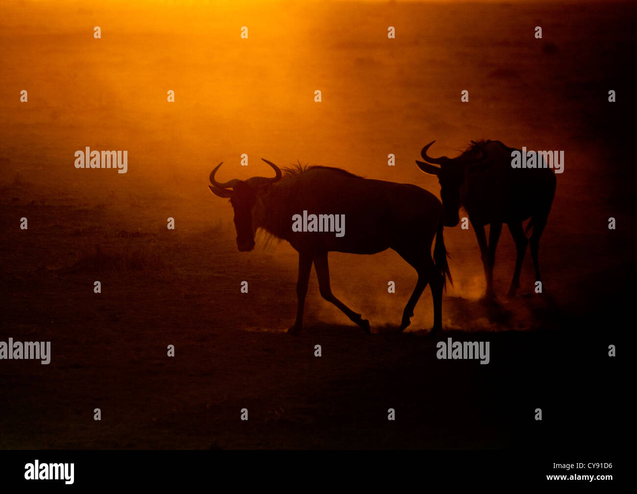 Wildbeasts hi-res stock photography and images - Alamy