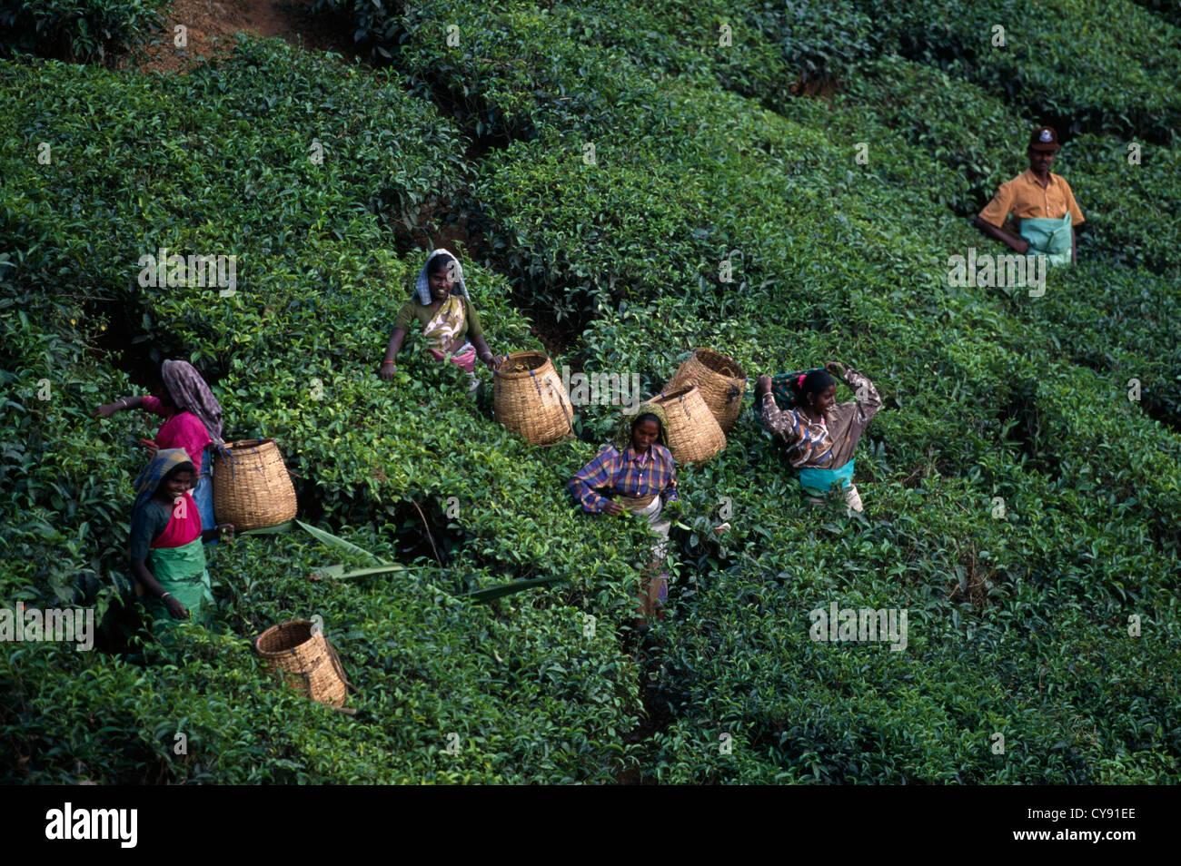 Camellia sinensis, Tea plant Stock Photo - Alamy
