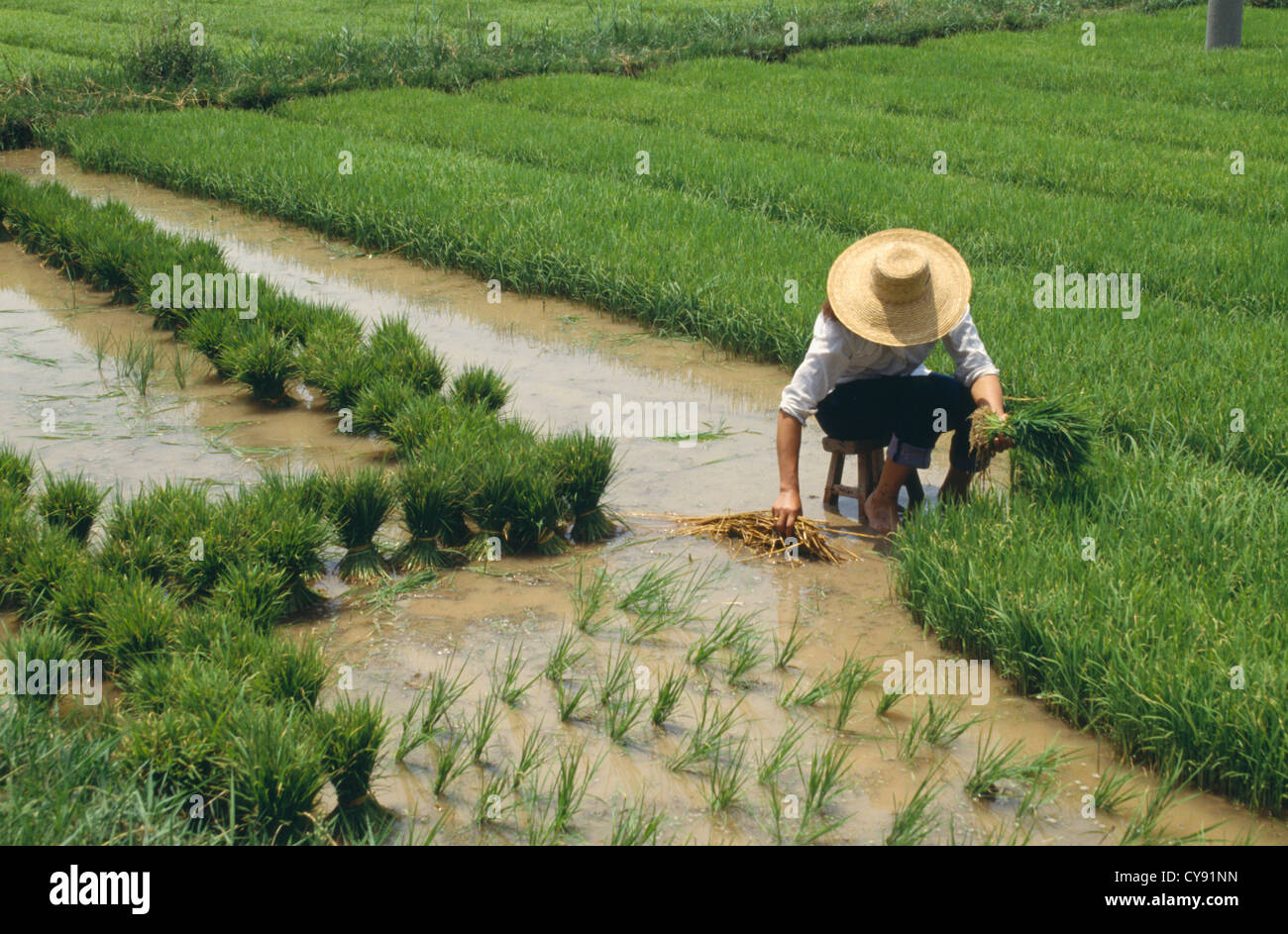Oryza sativa rice field hi-res stock photography and images - Alamy