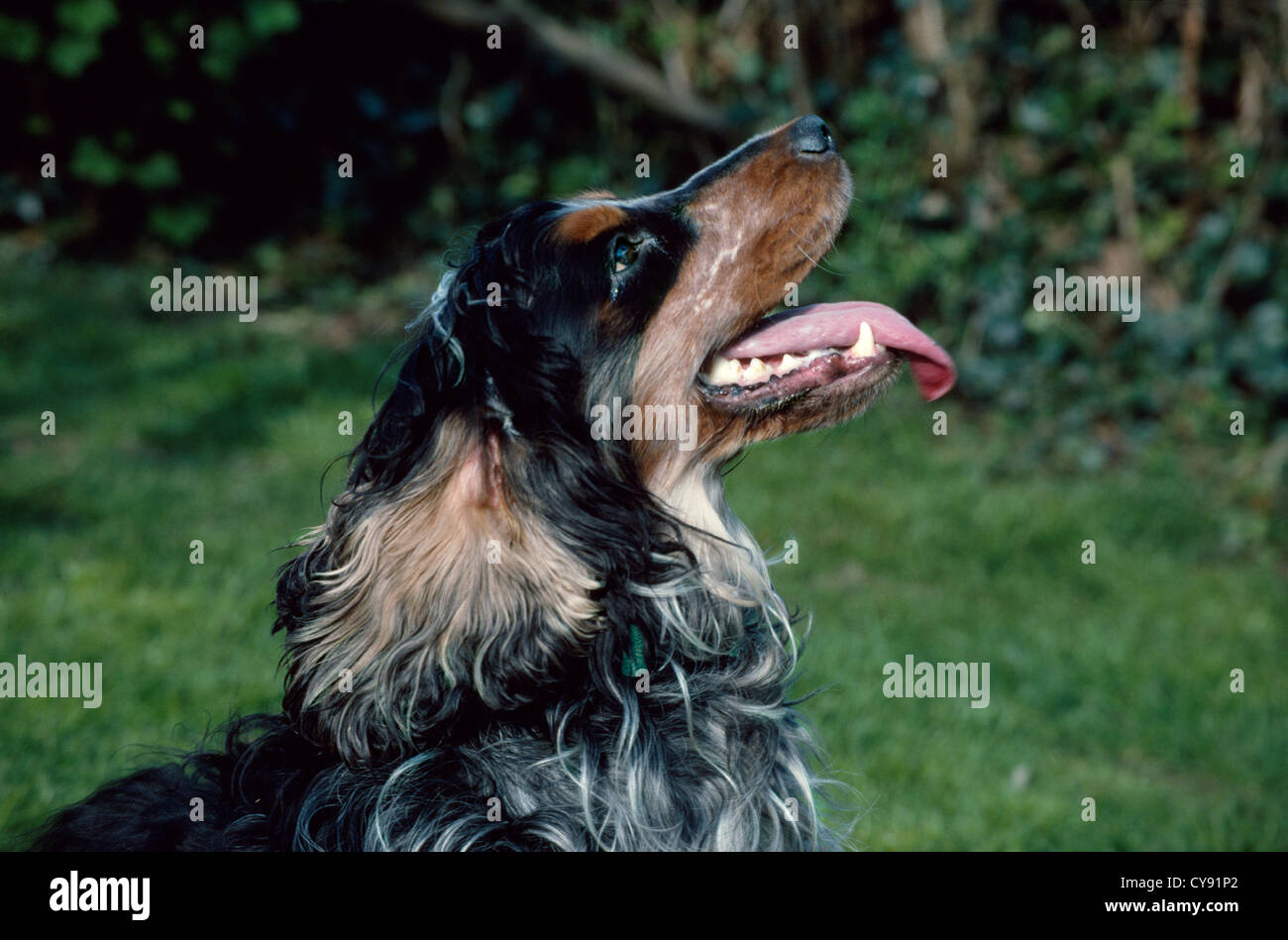 SIDE VIEW OF BEAUTIFUL COCKER SPANIEL TRICOLOUR/ ENGLAND Stock Photo ...