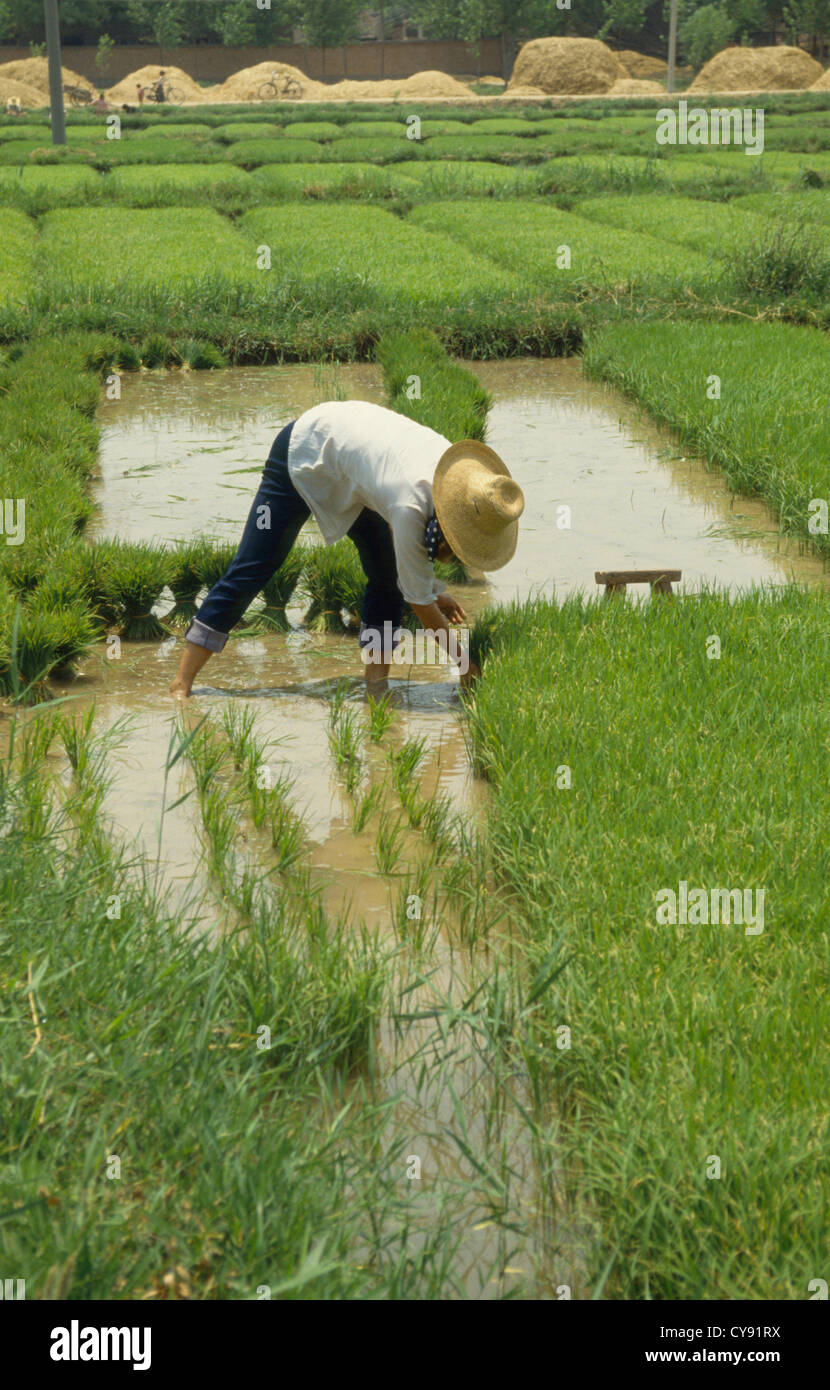 Asian rice plant oryza sativa hi-res stock photography and images - Alamy