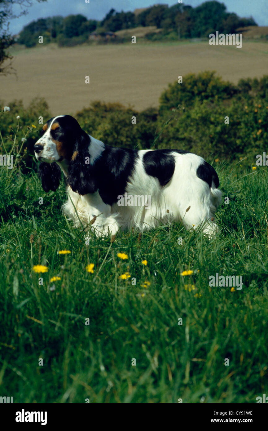 SIDE VIEW OF BEAUTIFUL COCKER SPANIEL TRICOLOUR/ ENGLAND Stock Photo ...