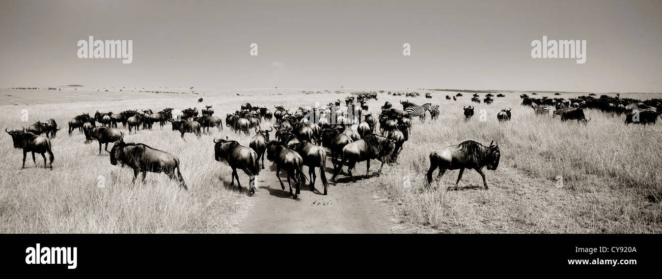 Wildbeasts Migration, Kenya Stock Photo - Alamy