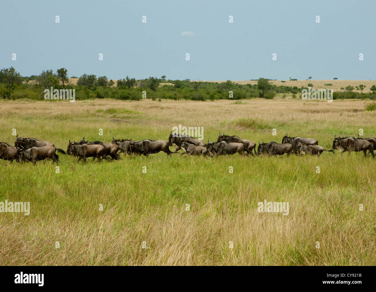 Wildbeasts Migration, Kenya Stock Photo - Alamy