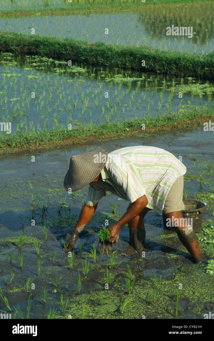 Asian rice plant oryza sativa hi-res stock photography and images - Alamy