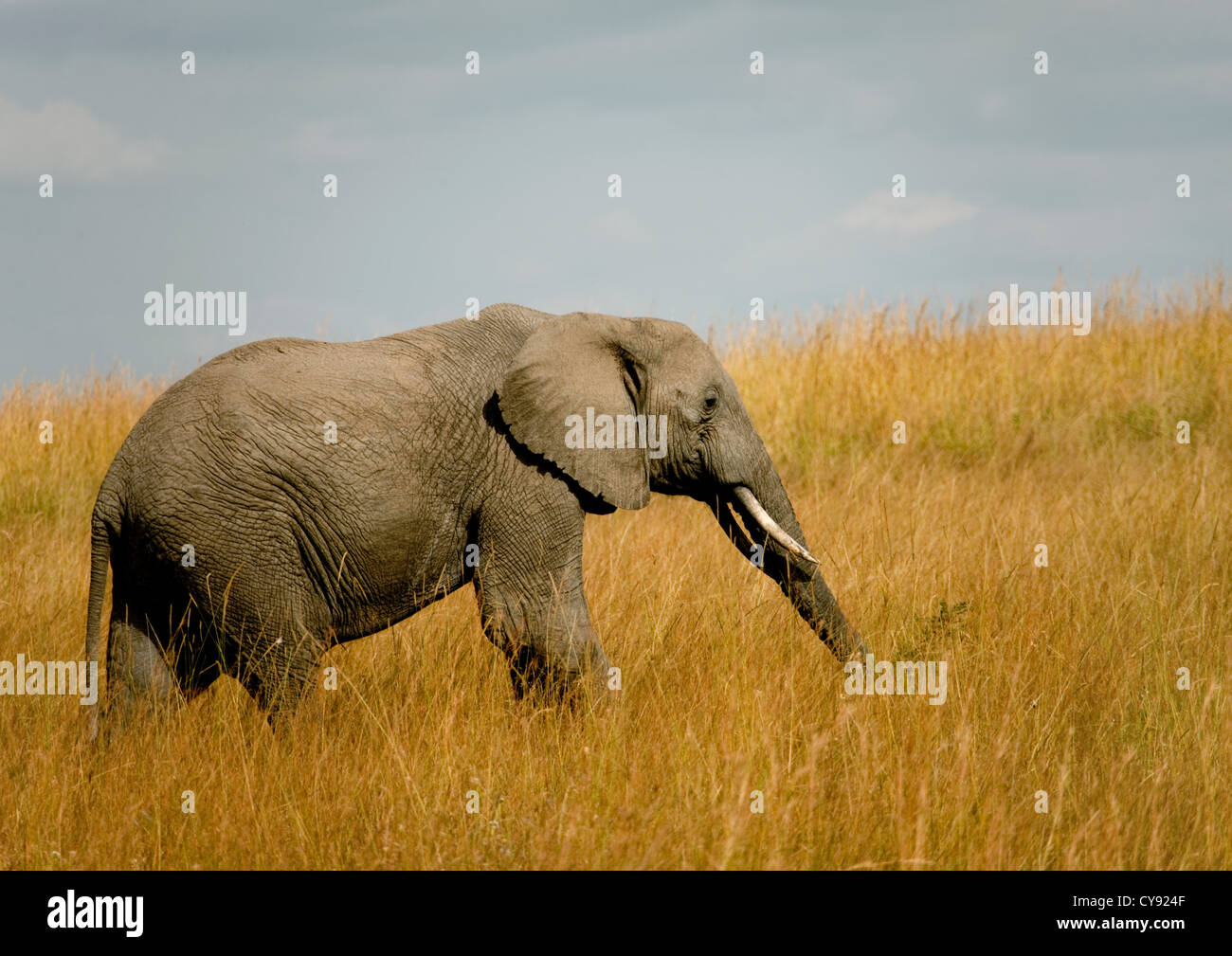 Elephant , Kenya Stock Photo - Alamy