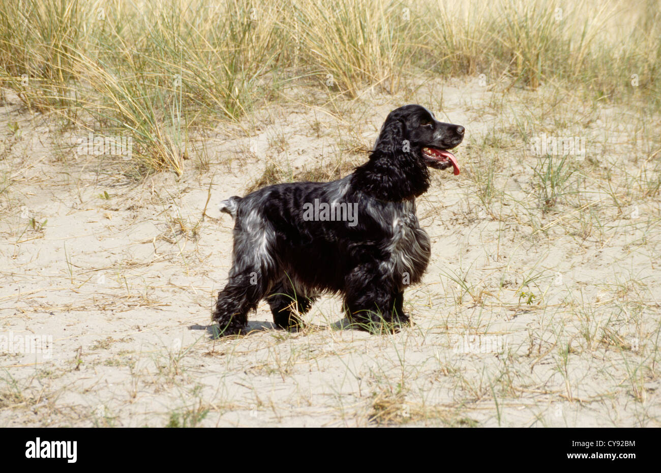 SIDE VIEW OF COCKER SPANIEL WALKING OUTSIDE ON SAND/ ENGLAND Stock ...