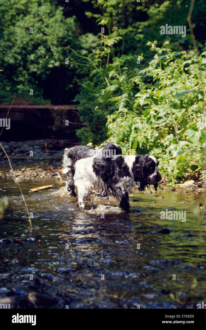 English cockers spaniels hi-res stock photography and images - Alamy