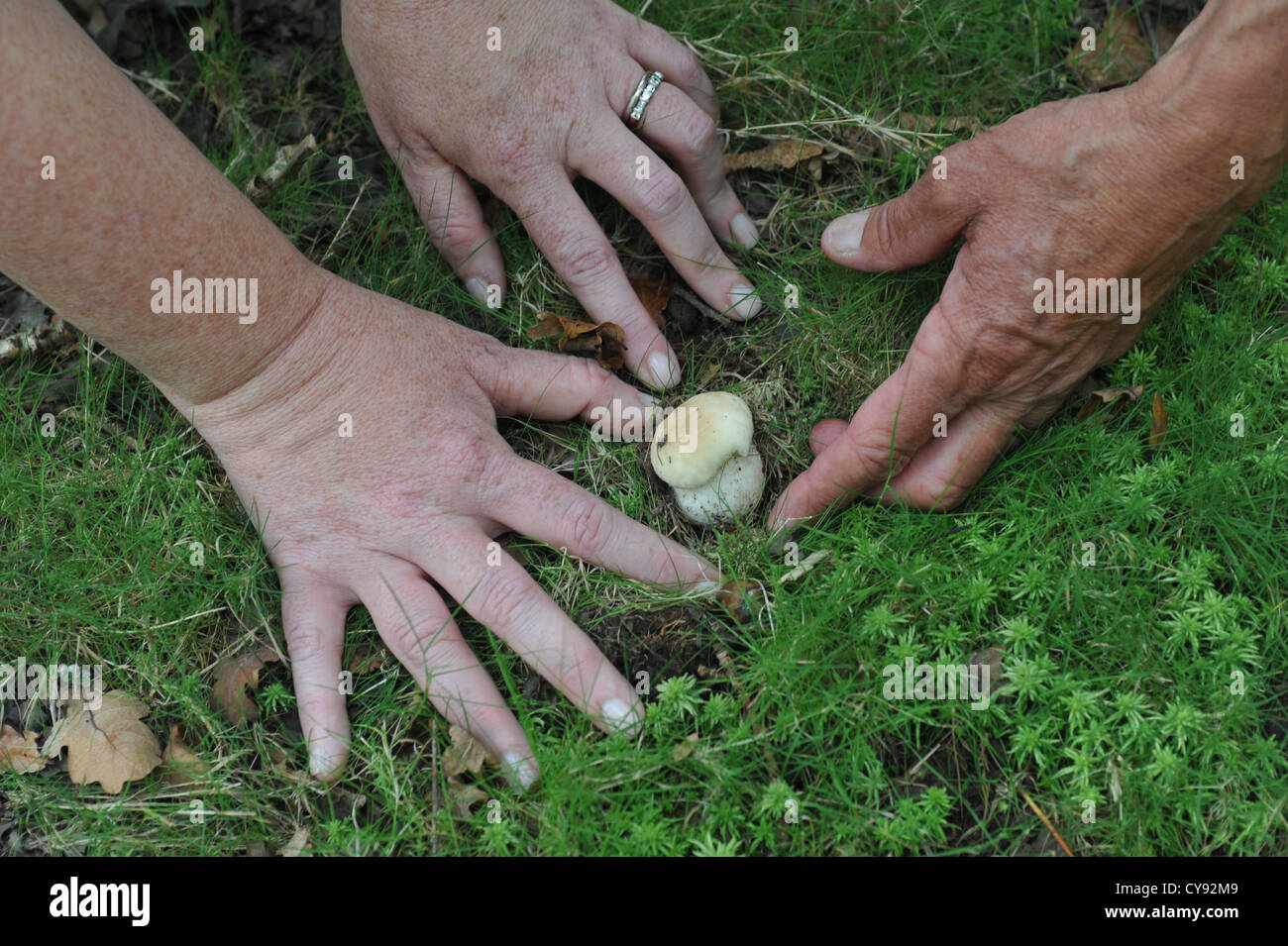 Foraged mushrooms and other wild forest produce Stock Photo - Alamy