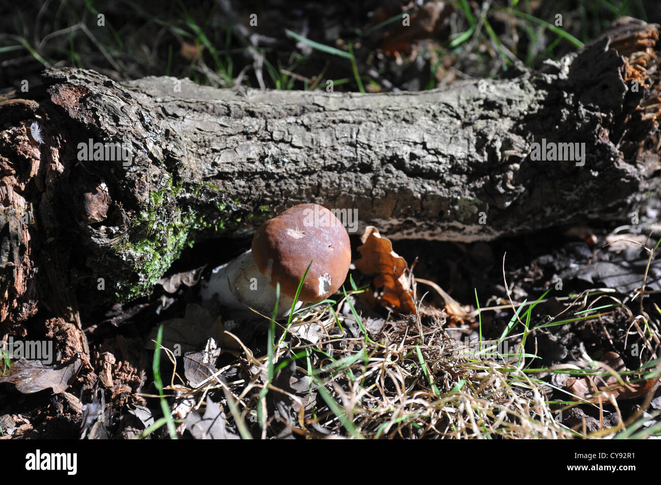 Foraged mushrooms and other wild forest produce Stock Photo - Alamy