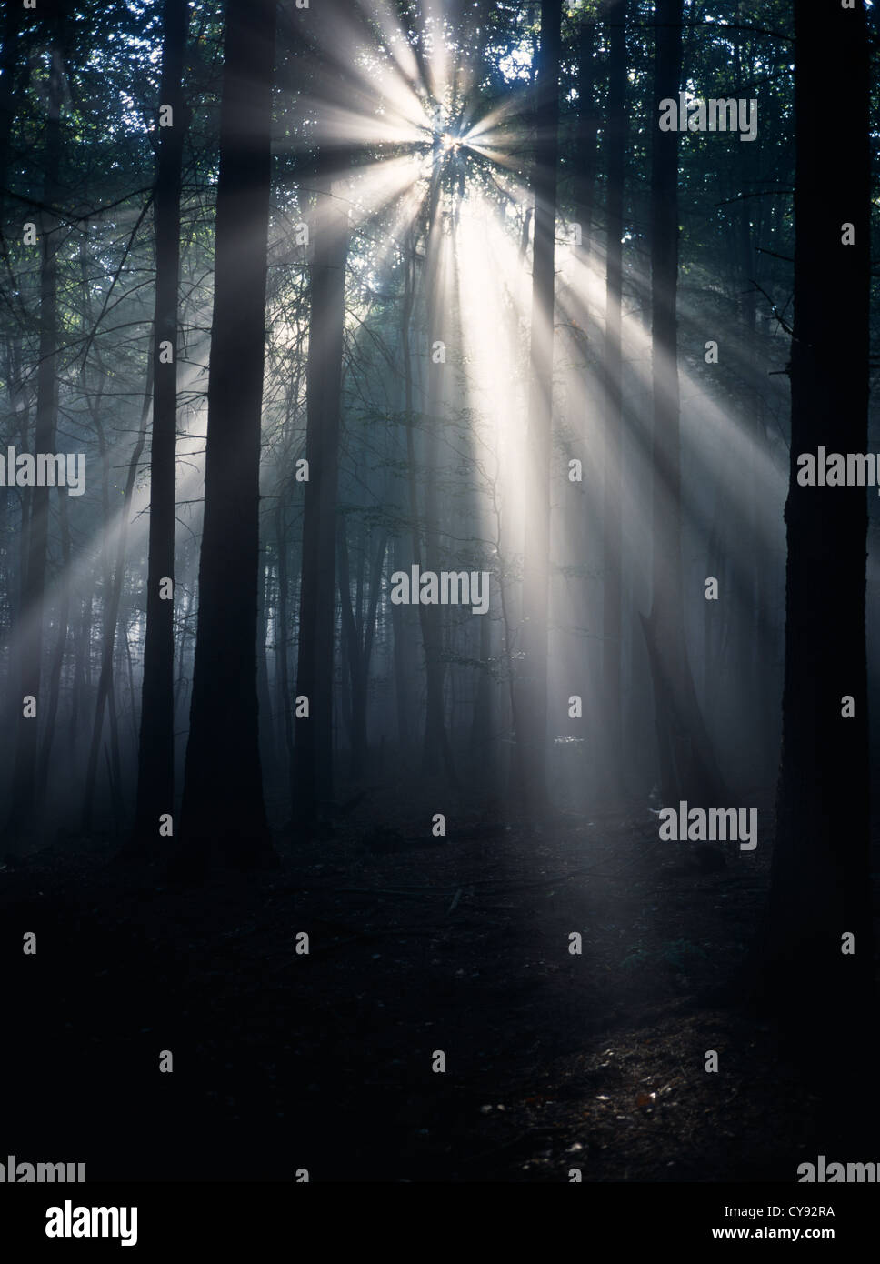 Woodland tree hi-res stock photography and images - Alamy