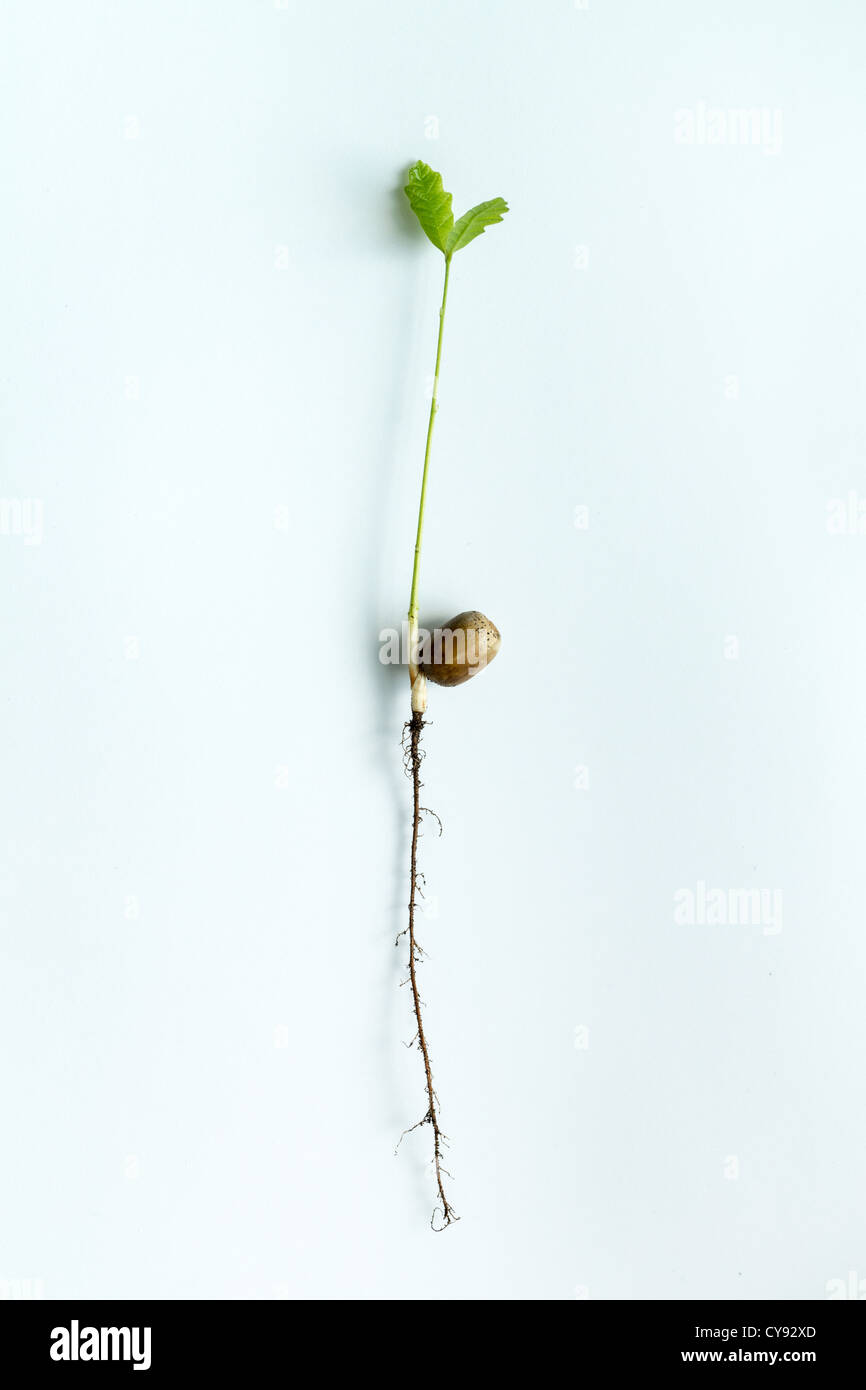 Oak seed hi-res stock photography and images - Alamy