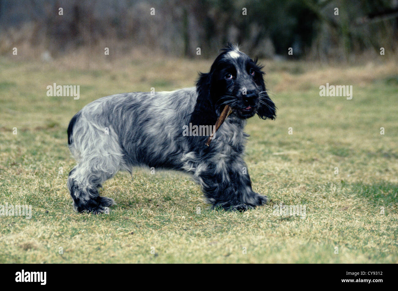 COCKER SPANIEL WITH STICK IN MOUTH/ ENGLAND Stock Photo - Alamy
