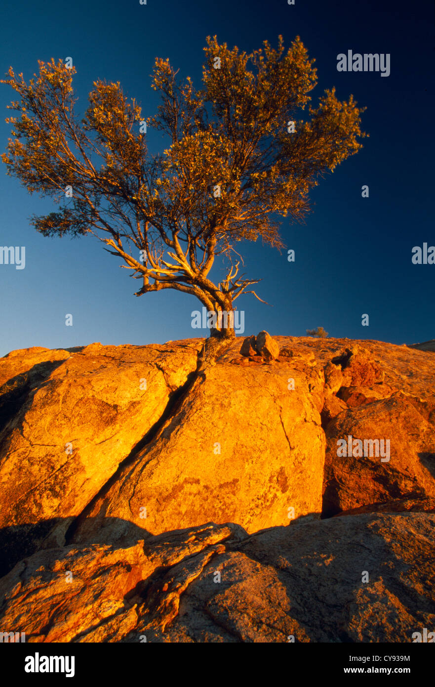 Singular tree hi-res stock photography and images - Alamy
