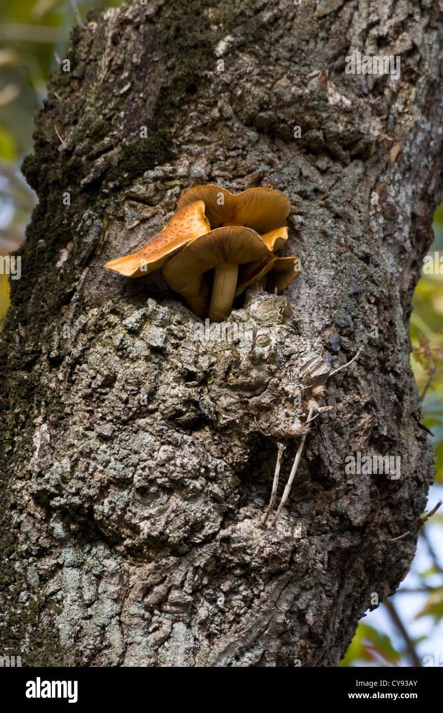 Fungus growing on tree, Germany Stock Photo - Alamy