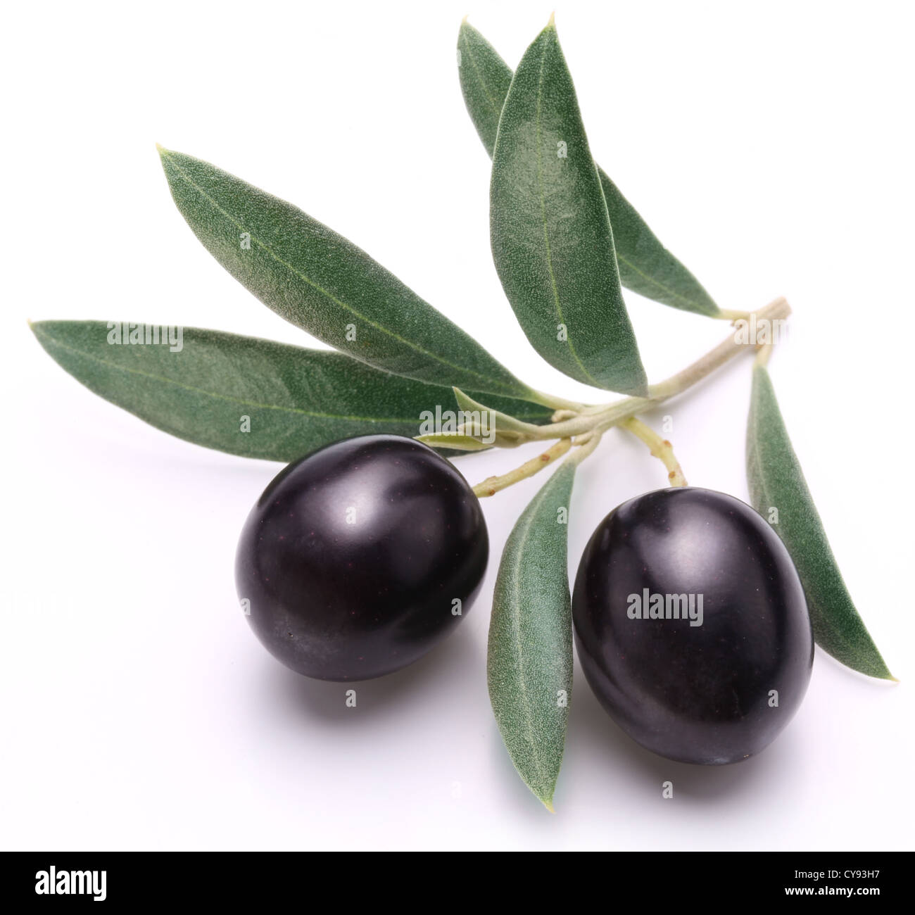 White background and italy Cut Out Stock Images & Pictures - Alamy